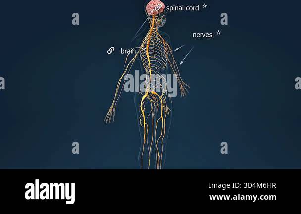 3D animation showing human nervous system with brain, spinal cord ...