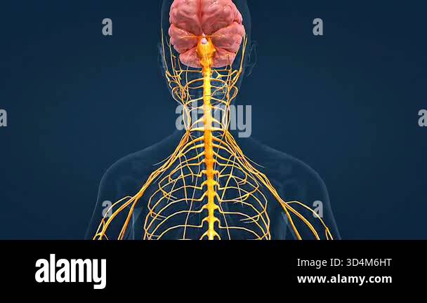 3D animation showing human nervous system including brain, spinal cord, and peripheral nerve ...