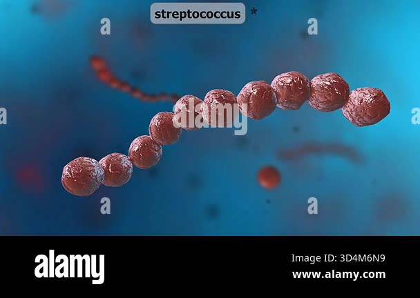 Streptococcus pyogenes bacteria Stock Videos & Footage - HD and 4K ...