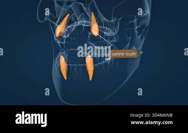 Canine tooth human Stock Videos & Footage - HD and 4K Video Clips - Alamy