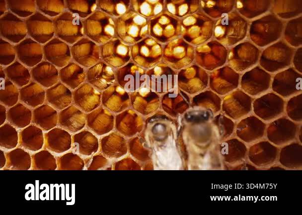 Bees swarming on honeycomb, extreme macro footage. Insects working in ...