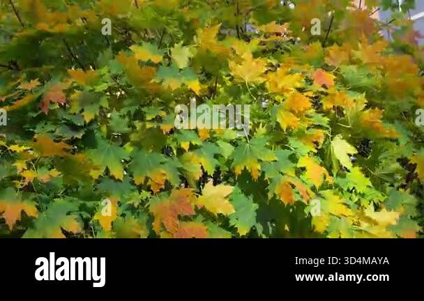 Maple Tree Leaves Changing Color in Autumn Stock Video Footage - Alamy
