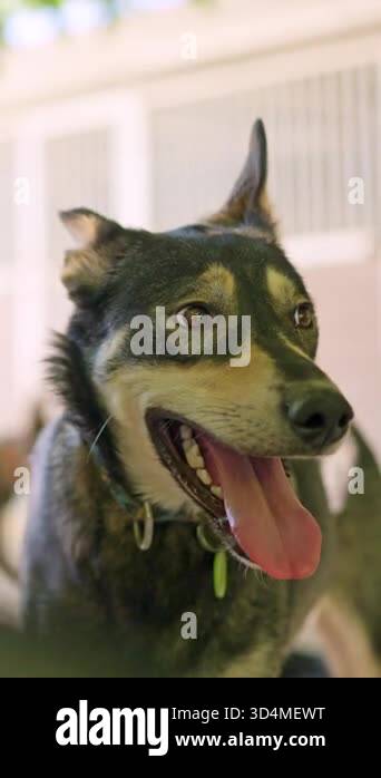 Portrait husky mix dog Stock Videos & Footage - HD and 4K Video Clips ...
