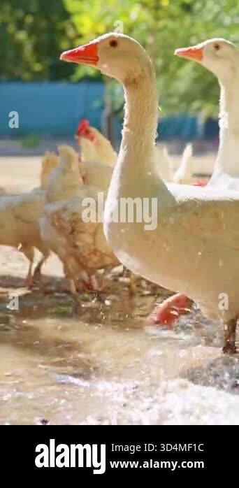 White domestic goose walking and splashing in a puddle with chickens on ...