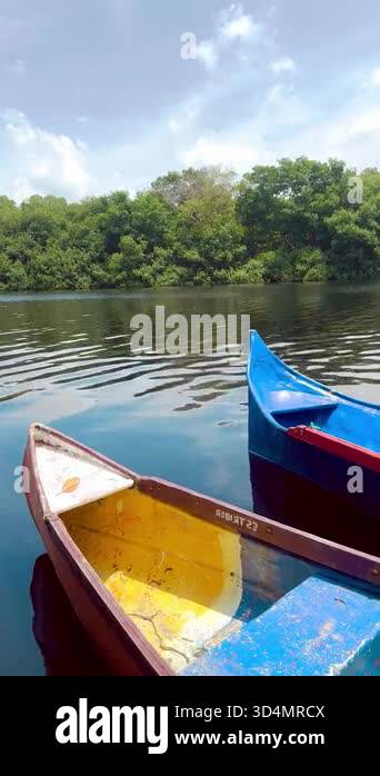 Vertical view of blue and yellow canoes floating in mangrove water in ...