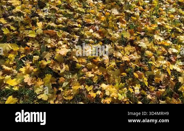 A cinematic top down arc shot showing colorful fallen autumn leaves ...