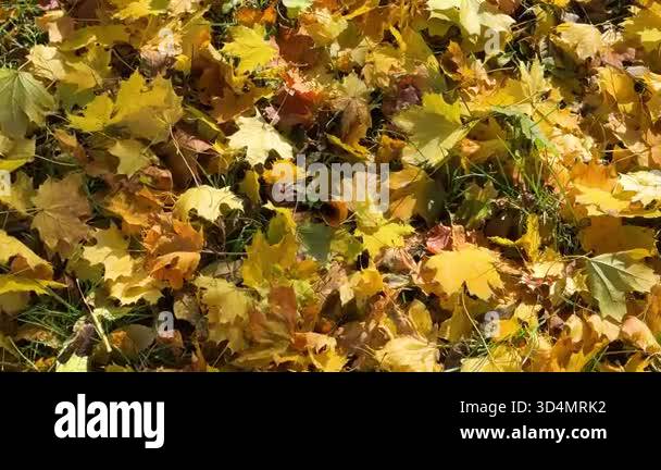 A seamless looped closeup arc movement video showing colorful autumn ...
