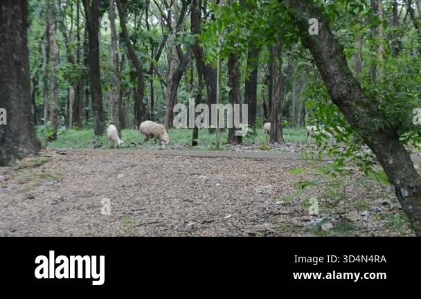 a group of animals in the forest Stock Video Footage - Alamy