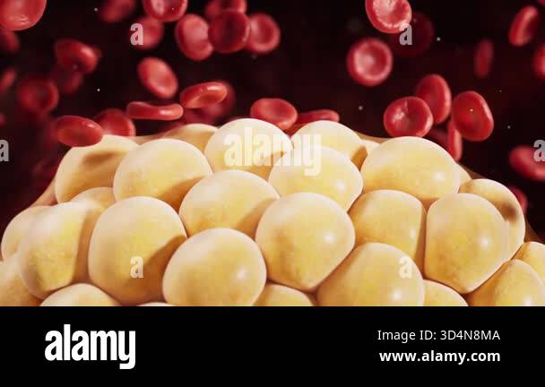 Red blood cells and fat cells with medical concept, 3d rendering Stock ...