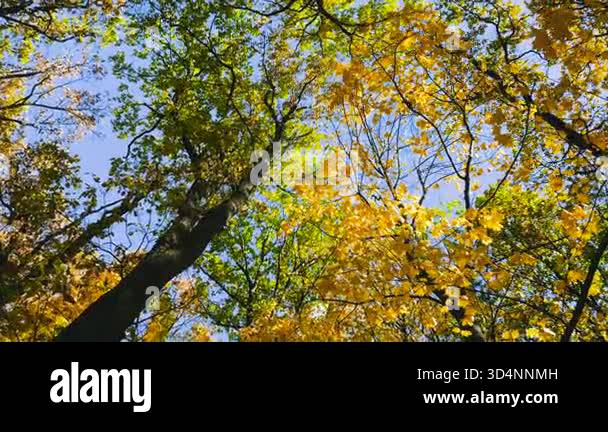 Bottom view of tree crowns and maple and oak branches and leaves on a ...