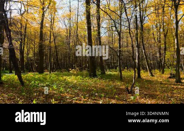 Tree trunks in an autumn park. Yellow leaves fall in a gust of wind ...