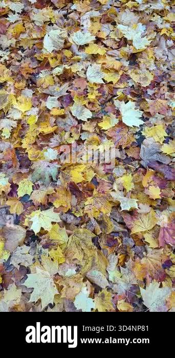 Beautiful orange-red leaves of the swamp oak sway on the trees. Blue ...