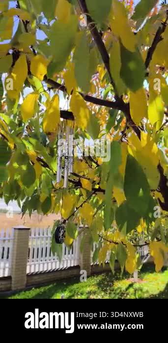 autumn tree branch with vibrant yellow leaves holds delicate wind ...