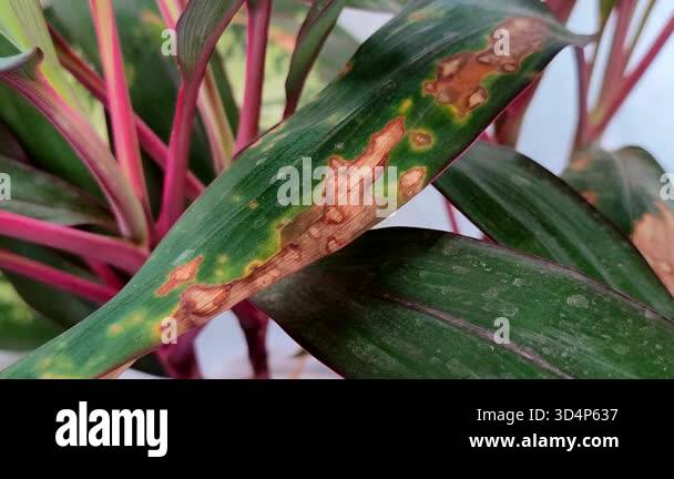 Plant leaves affected by leaf blight. This disease is caused by a water ...
