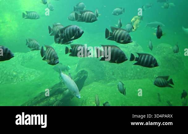 Diverse species of fish swim gracefully in an underwater setting. the ...