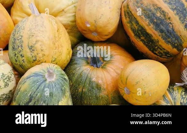 Harvest many varieties striped pumpkins Stock Videos & Footage - HD and ...