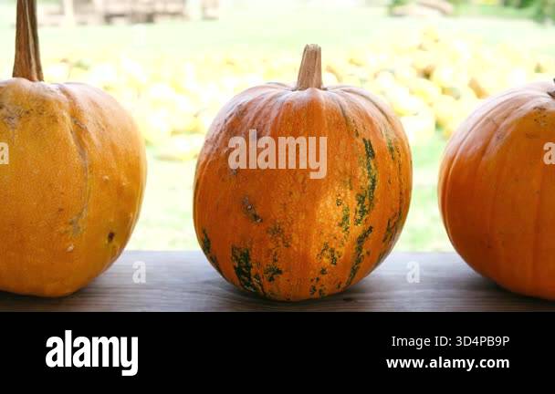 Pumpkins in row Stock Videos & Footage - HD and 4K Video Clips - Alamy