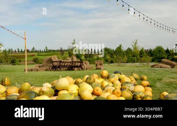 Pile of pumpkins and gourds in a field with hay bales and a wagon Stock ...