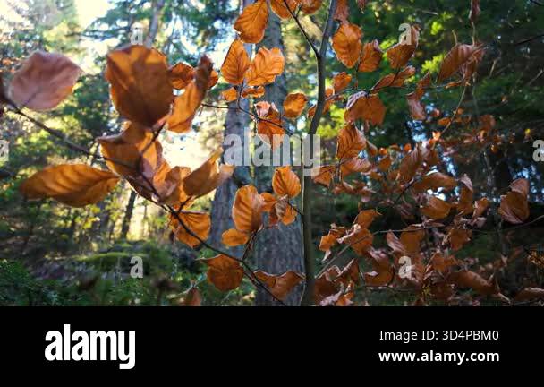Slow motion of autumn leaves moving in sunlight, captured in forest ...