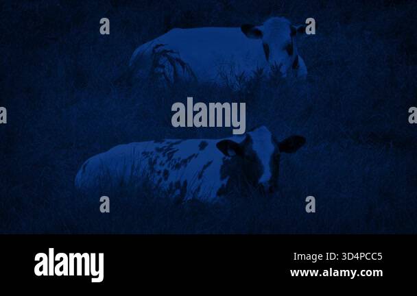 Cows Eating Grass In The Field At Night Stock Video Footage - Alamy