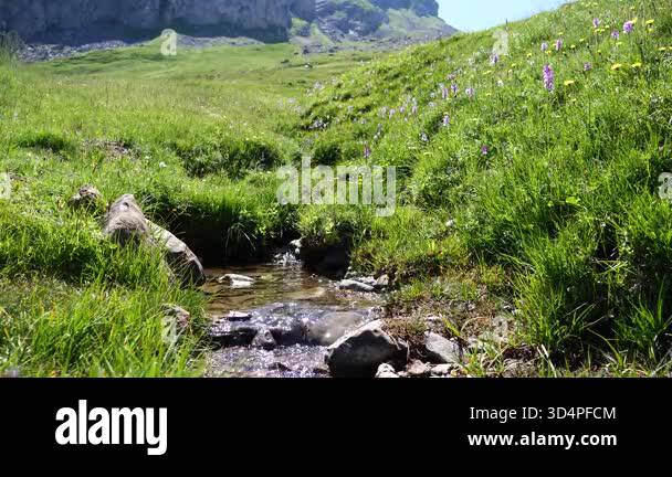 Stream of water flows through a grassy field. The water is clear and ...