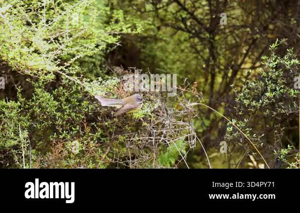 A fantail bird gracefully flies through lush greenery in Queenstown ...
