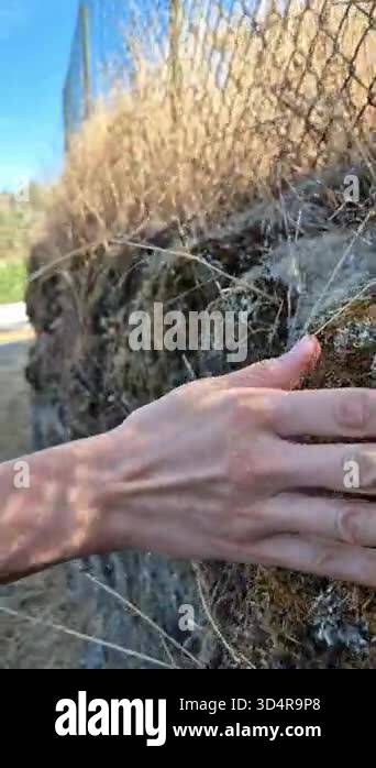 A person's hand gently traces a rough mossy stone wall outdoors ...