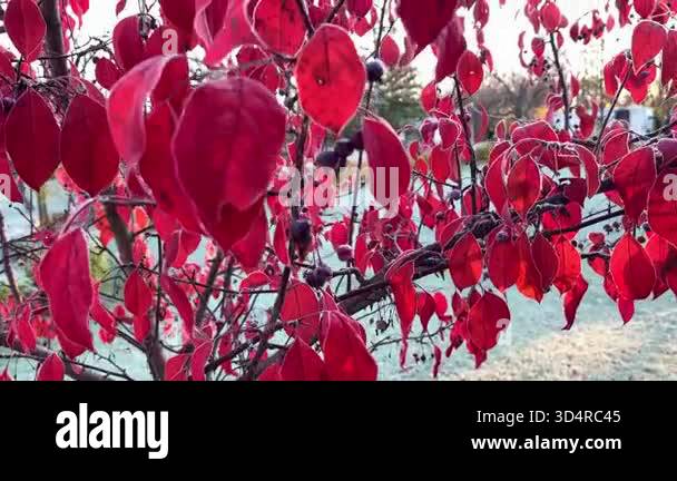 Frosted red autumn leaves close up.bright red leaves covered with ...