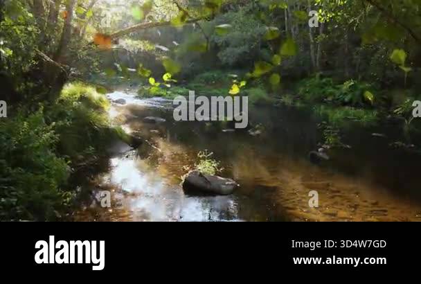 A stream of clear water in a bright lush green forest at sunrise with ...