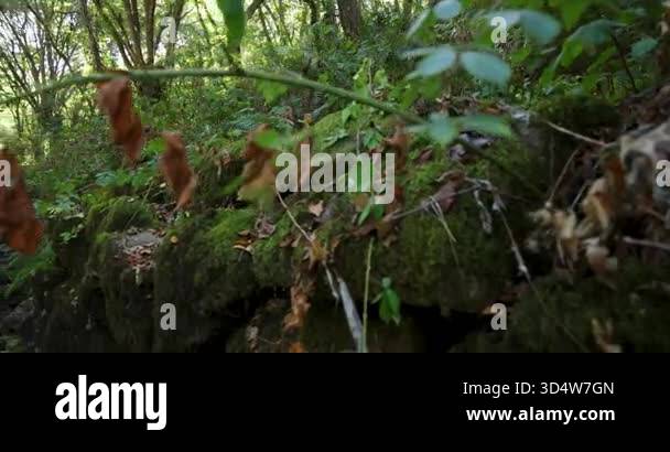 A stream of water flows through a forest with trees on either side. The ...