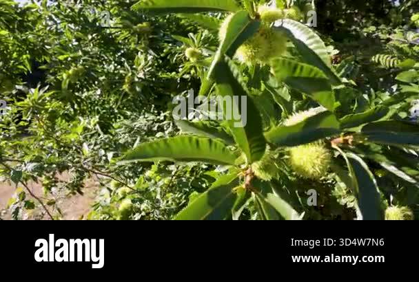 Chestnut tree trees chestnuts Stock Videos & Footage - HD and 4K Video ...