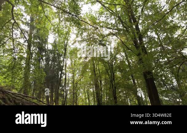 drone shot through a German forest with the sun breaking through the ...