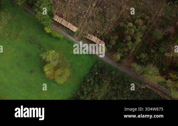 drone flight from a bird's eye view over forested tree trunks with a ...