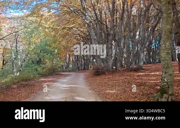 Curved pathway winds through forest as golden beech leaves fall ...