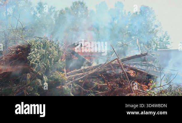 Flames consume dry branches and leaves, creating smoke in a forest ...
