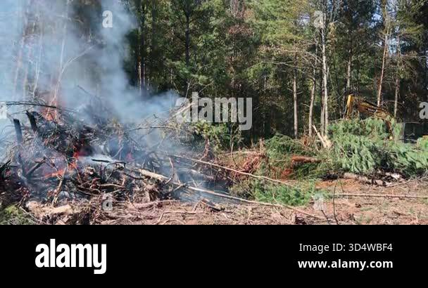 Burning timber debris from forest land clearing creates smoke in wooded ...