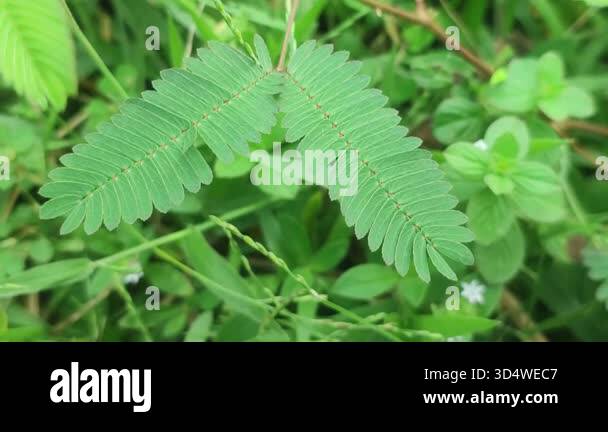 Mimosa Pudica Touch Me Not Plant with Sensitive Green Leaves Responding ...