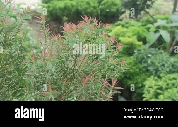 Melaleuca Linariifolia Narrow Leaf Paperbark Tree with Soft Leaves and ...