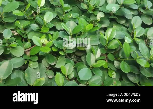 Top View of Ficus Microcarpa Chinese Banyan Tree with Thick Green ...