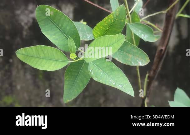 Tall Eucalyptus Robusta Swamp Mahogany Tree with Lush Green Leaves and ...