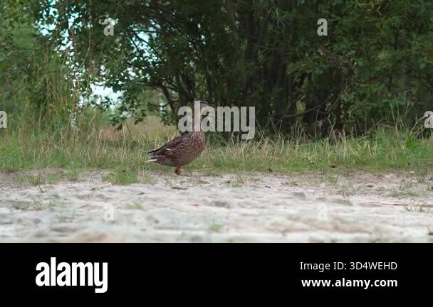 A female wild duck of the species Anas platyrhynchos struts across a ...