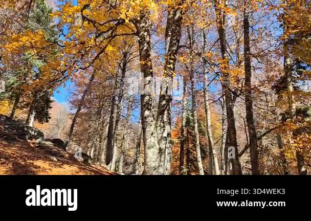 Majestic Beech Tree in Autumn Viewed from Base to Crown. Giant Beech ...