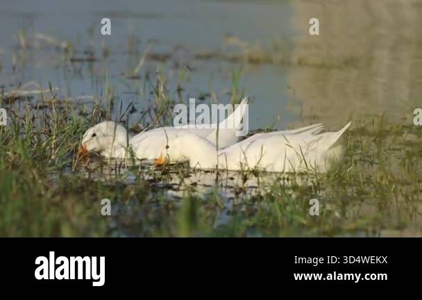 two White Ducks Foraging Along a Riverbank. Pair of Pekin Ducks Feeding ...