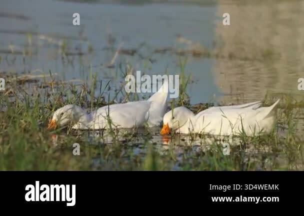 two White Ducks Foraging Along a Riverbank. Pair of Pekin Ducks Feeding ...