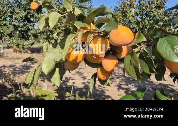 Persimmon tree kaki diospyros Stock Videos & Footage - HD and 4K Video ...