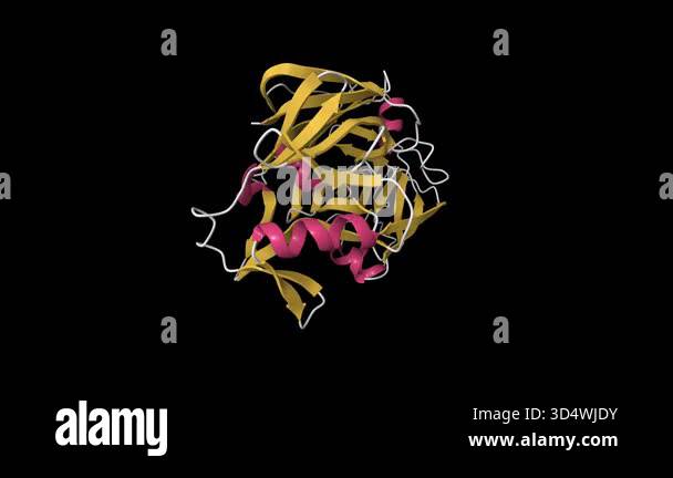 Structure of recombinant bovine chymosin. Animated 3D cartoon model ...