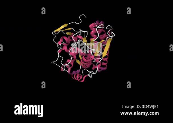 Structure of native c-Cbl. Animated 3D cartoon model, pdb 2y1m ...