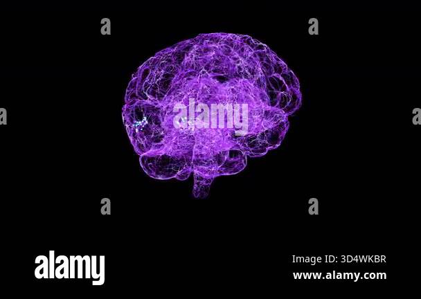 Animation of a human brain of the ventral visual stream, showing the ...