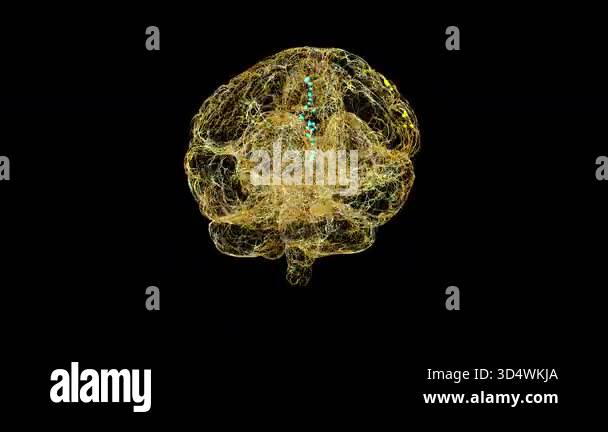 Animation of a human brain showing the corpus callosum interhemispheric ...