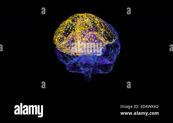 Animation of the human brain with the frontal lobes highlighted. These ...